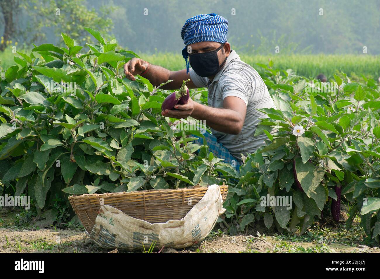 farmer wearing mask doing agricultural works in field Stock Photo - Alamy