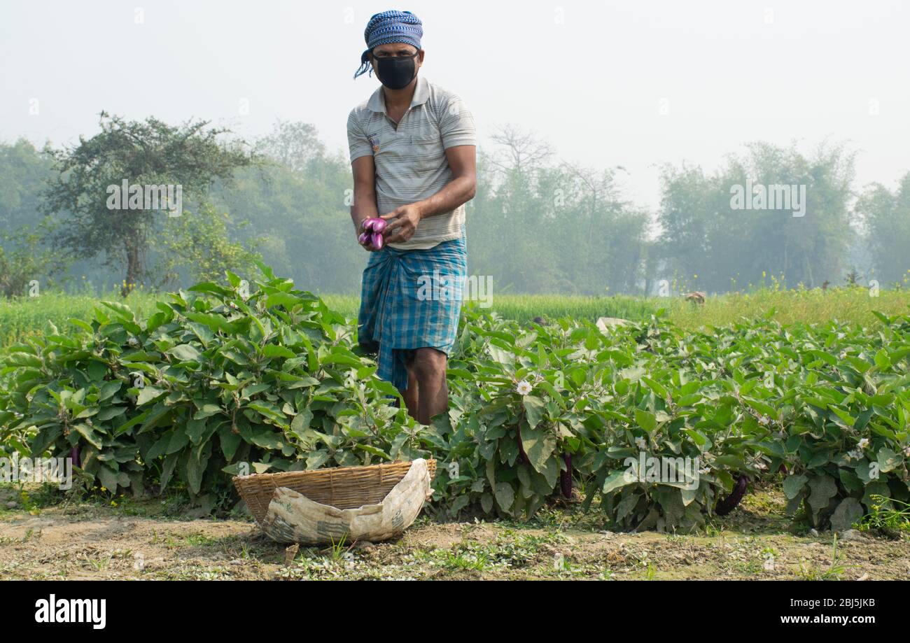 farmer wearing mask doing agricultural works in field Stock Photo - Alamy