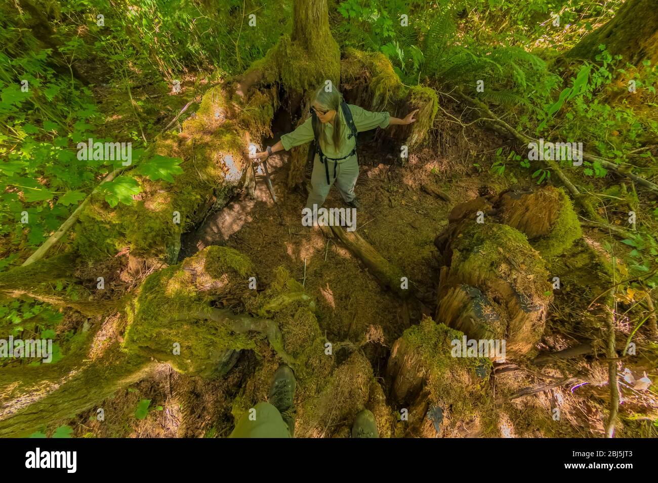 Living stump hi-res stock photography and images - Alamy