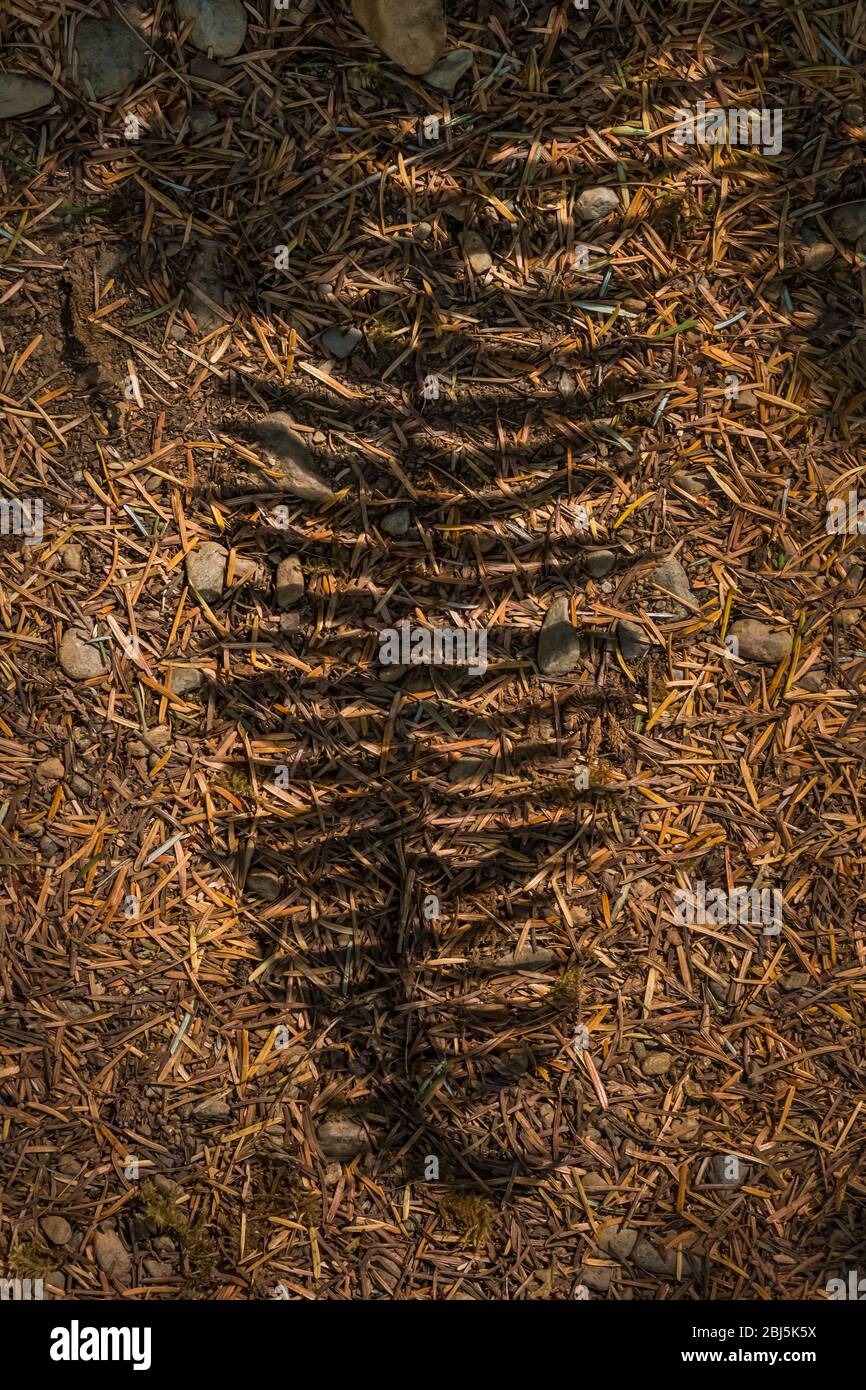 Sword Fern, Polystichum munitum, shadow along Hamma Hamma Living Legacy ...