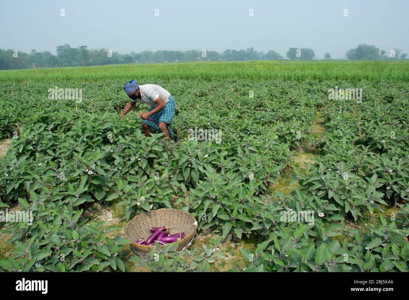 farmer wearing mask doing agricultural works in field Stock Photo - Alamy