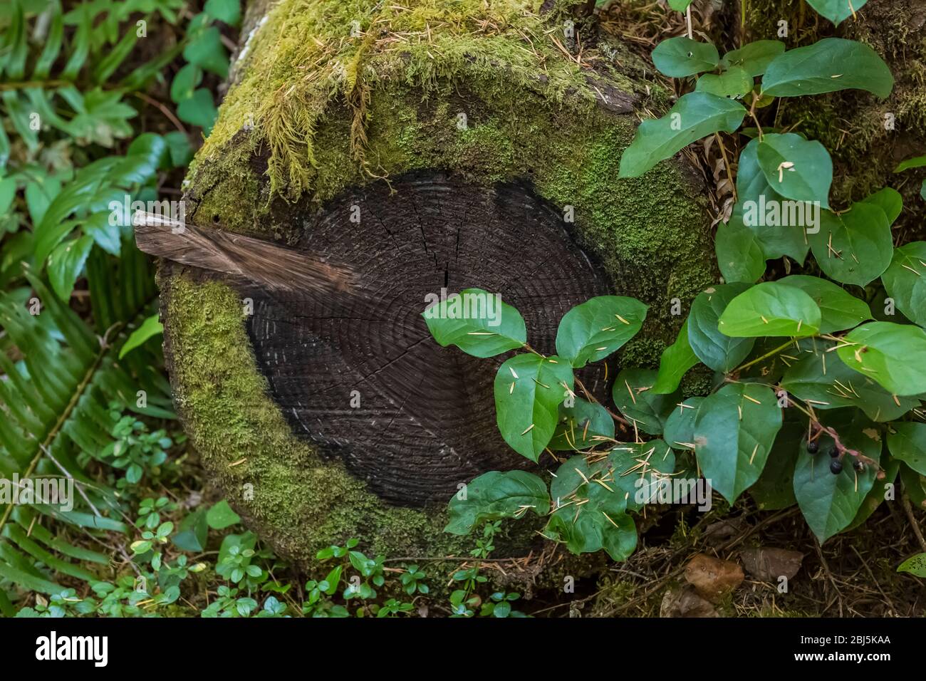 Legacy family tree hi-res stock photography and images - Alamy