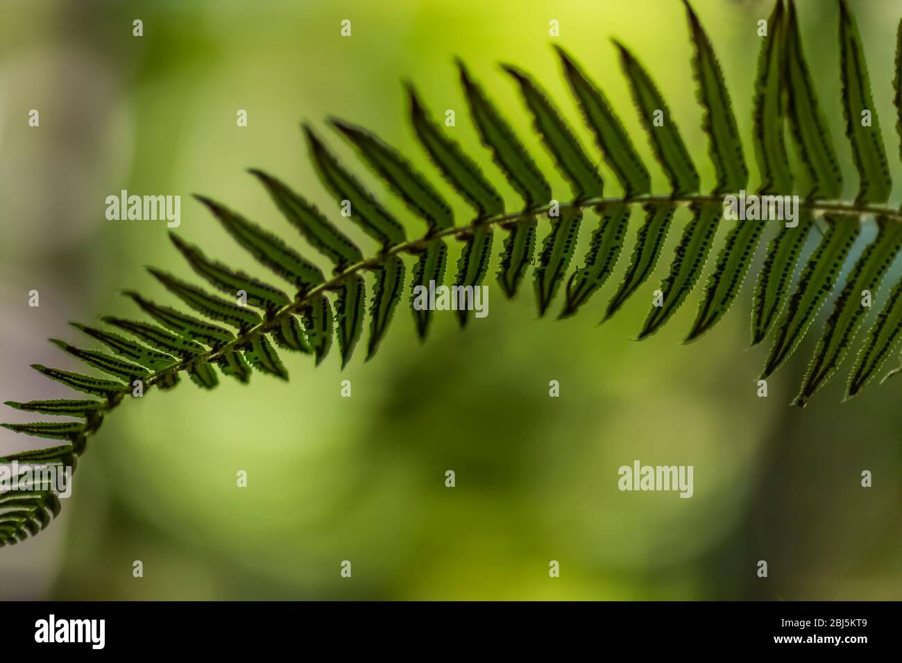 Sword fern hi-res stock photography and images - Alamy