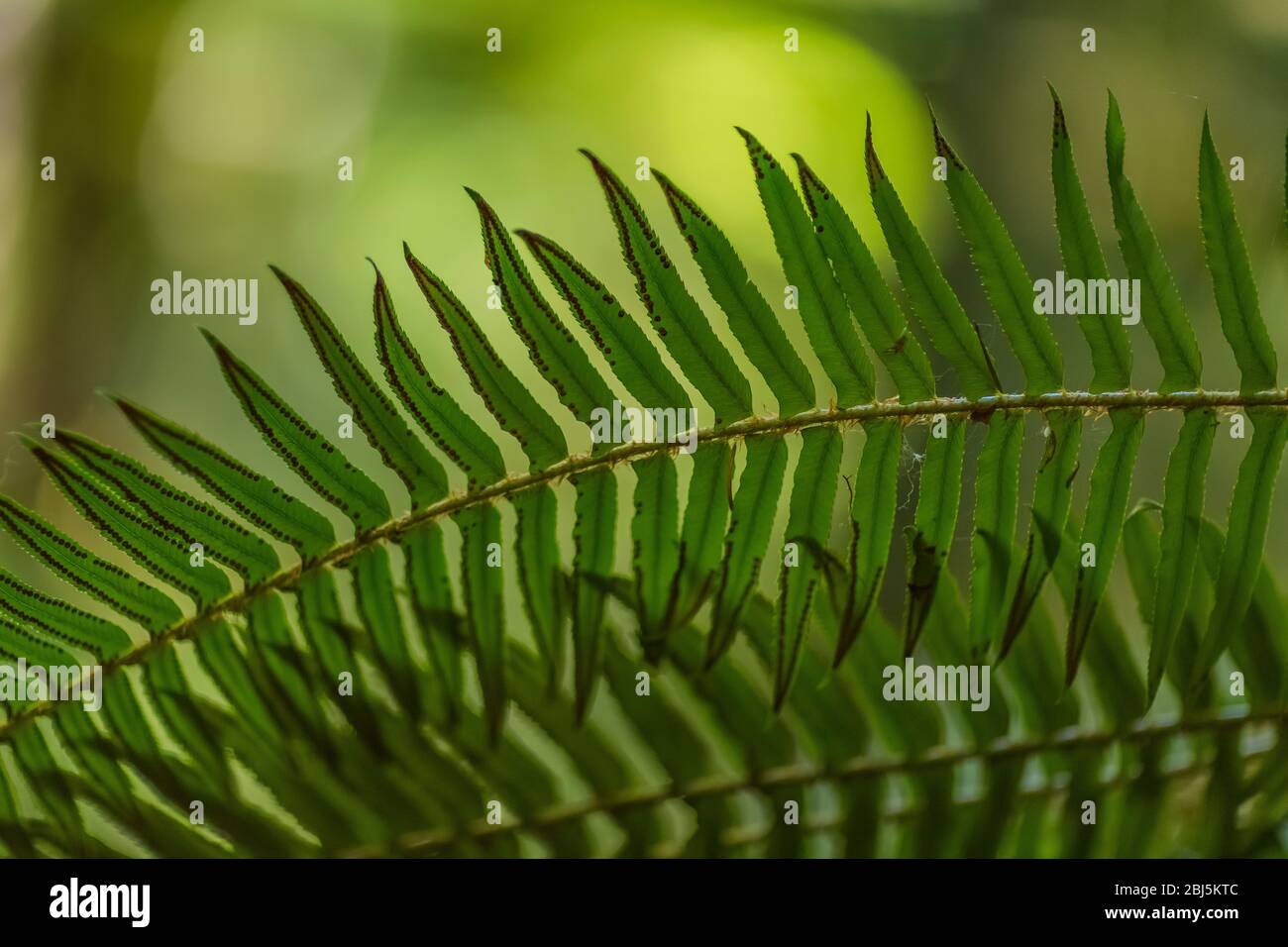 Sword fern hi-res stock photography and images - Alamy