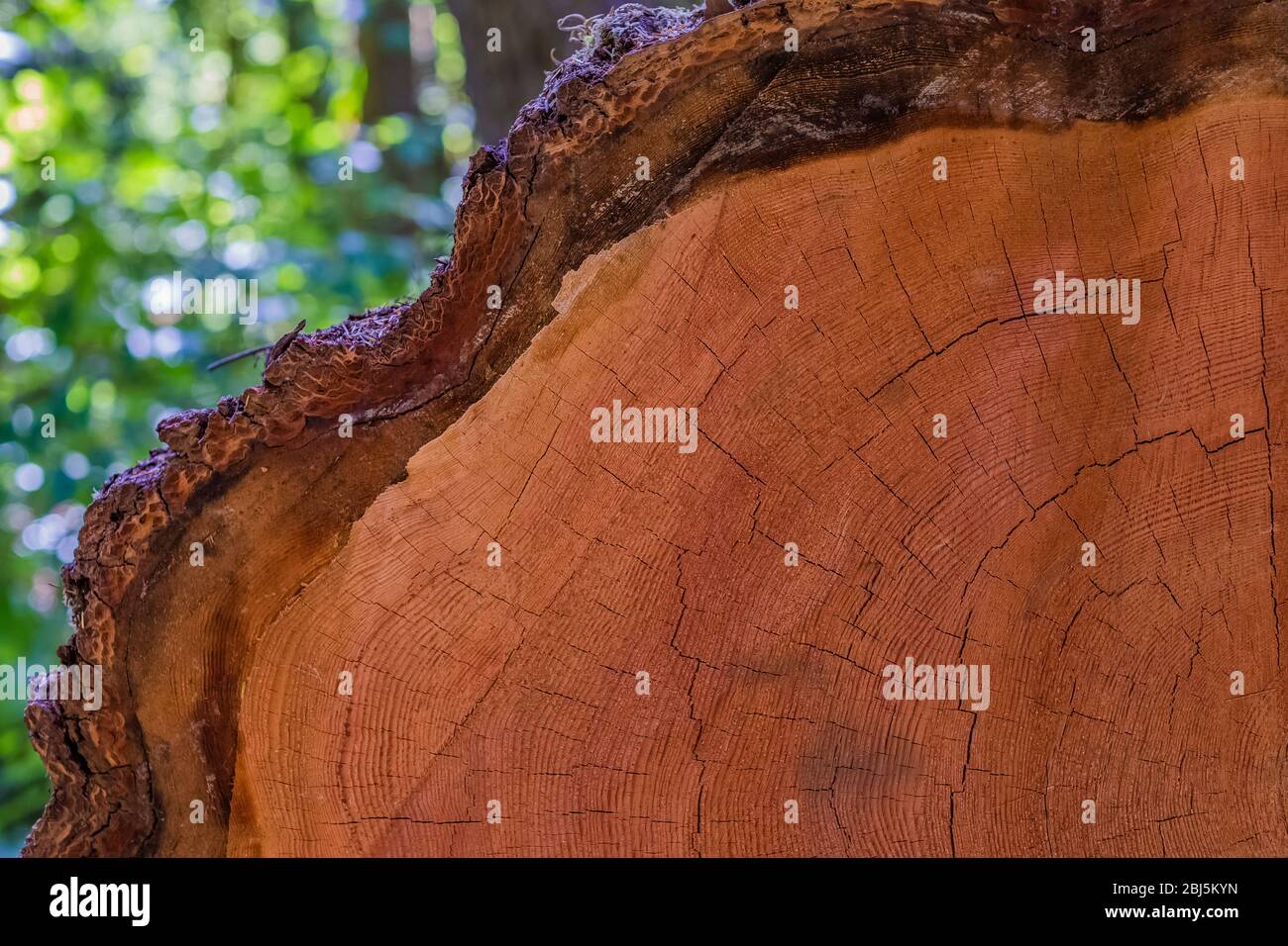 Hemlock log hi-res stock photography and images - Alamy