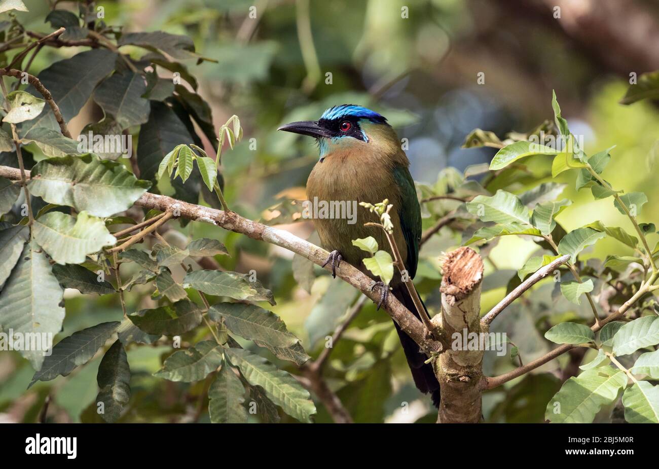 Motmotus lessonii hi-res stock photography and images - Alamy