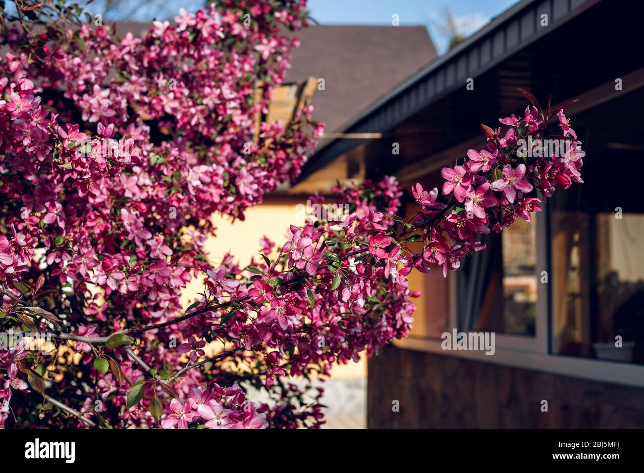 Decorative apple tree. Blooming in pink. Pink pearls Stock Photo - Alamy