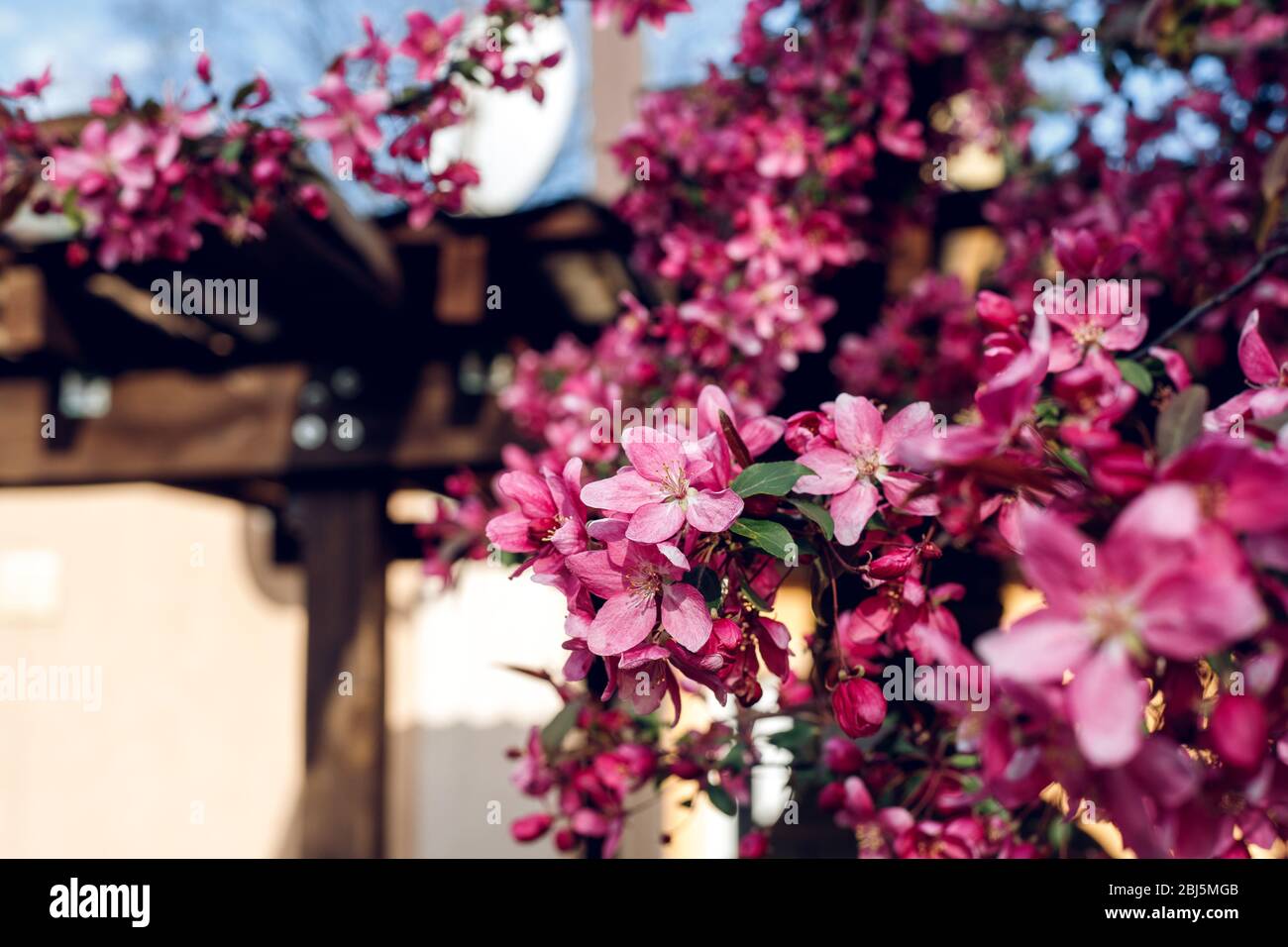 Decorative apple tree hi-res stock photography and images - Alamy