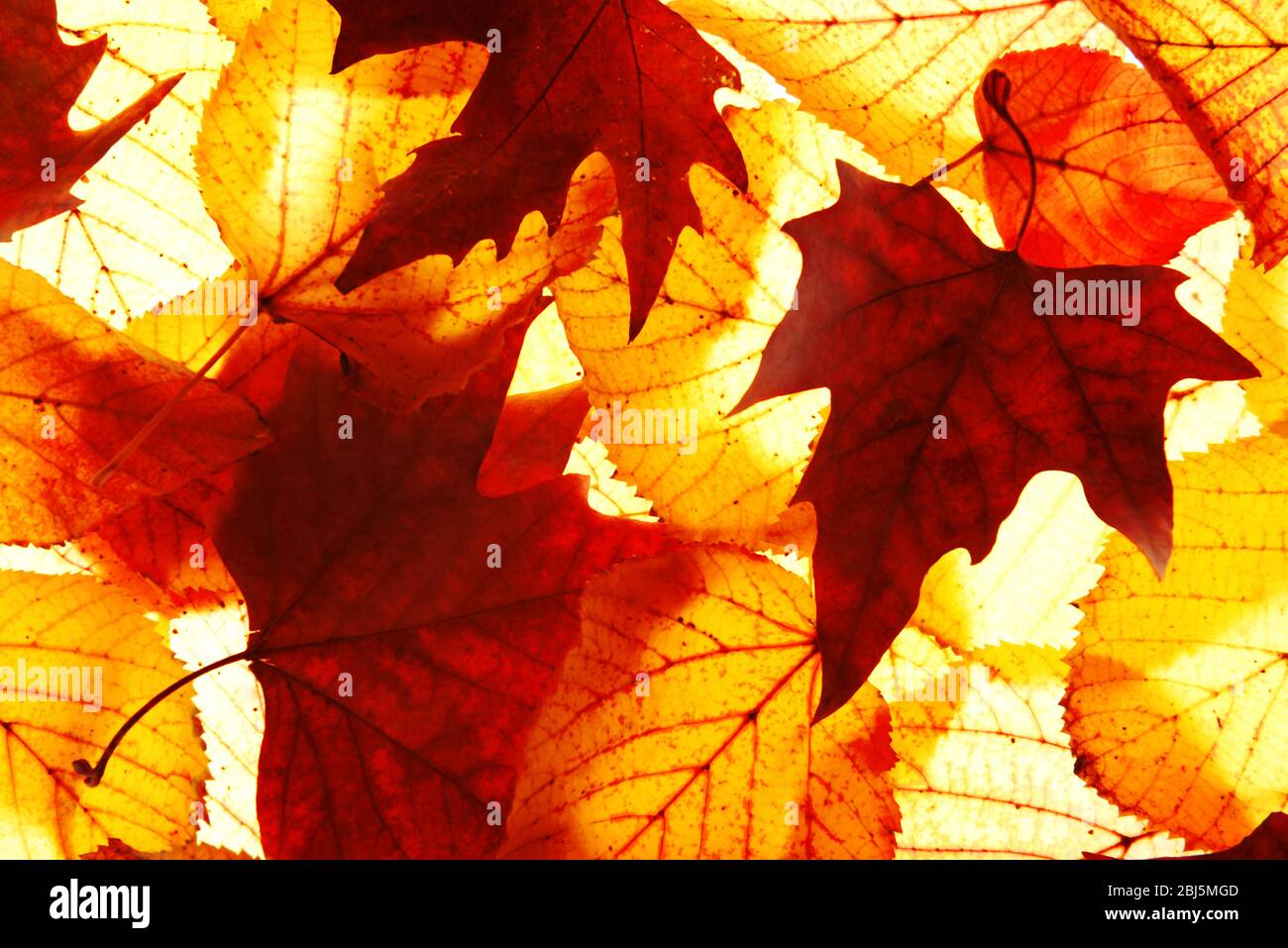Golden autumn leaves background Stock Photo - Alamy