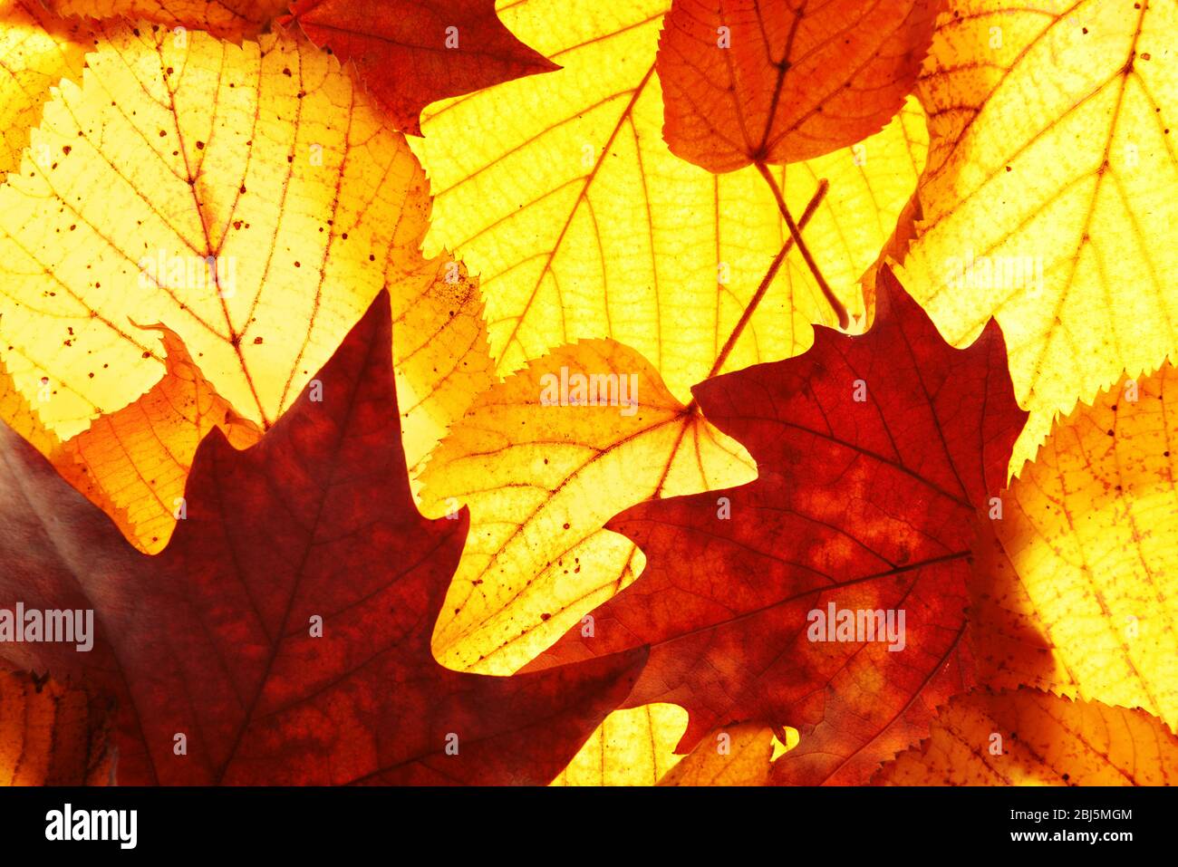 Golden autumn leaves background Stock Photo - Alamy