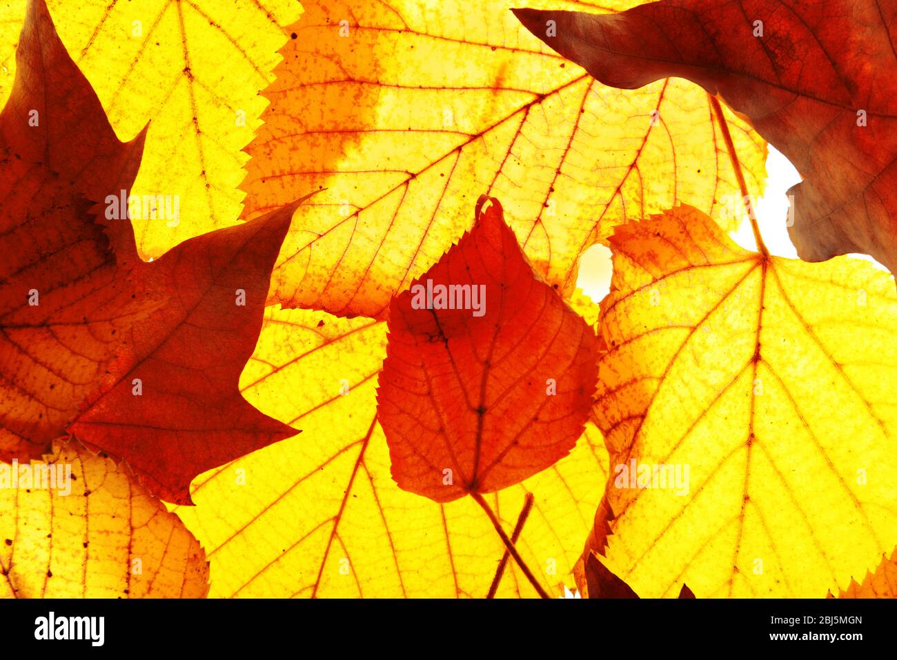 Golden autumn leaves background Stock Photo - Alamy