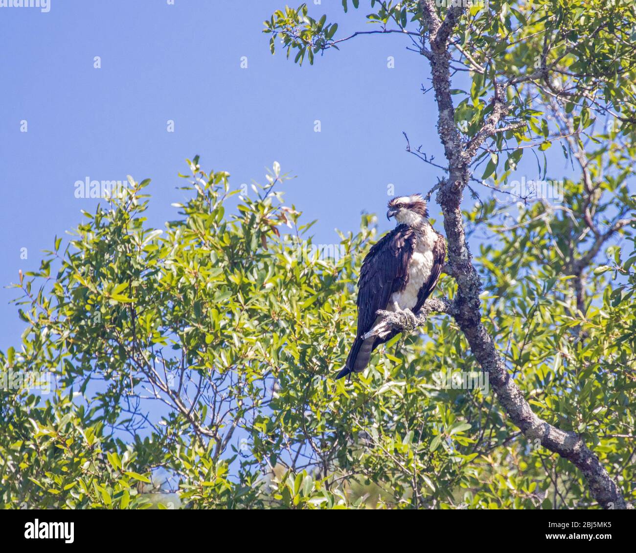 Osprey in a tree on a clear day Stock Photo - Alamy