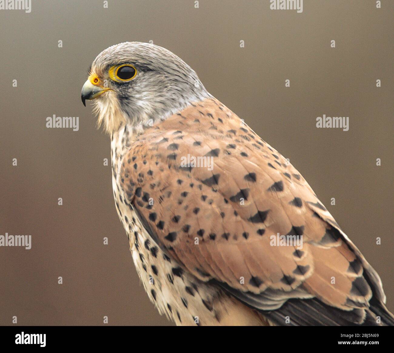 Kestrel feathers hi-res stock photography and images - Alamy