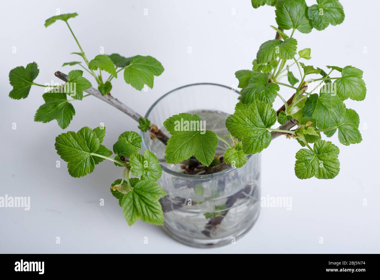 Cuttings of black currant on a white background. Cuttings Stock Photo ...