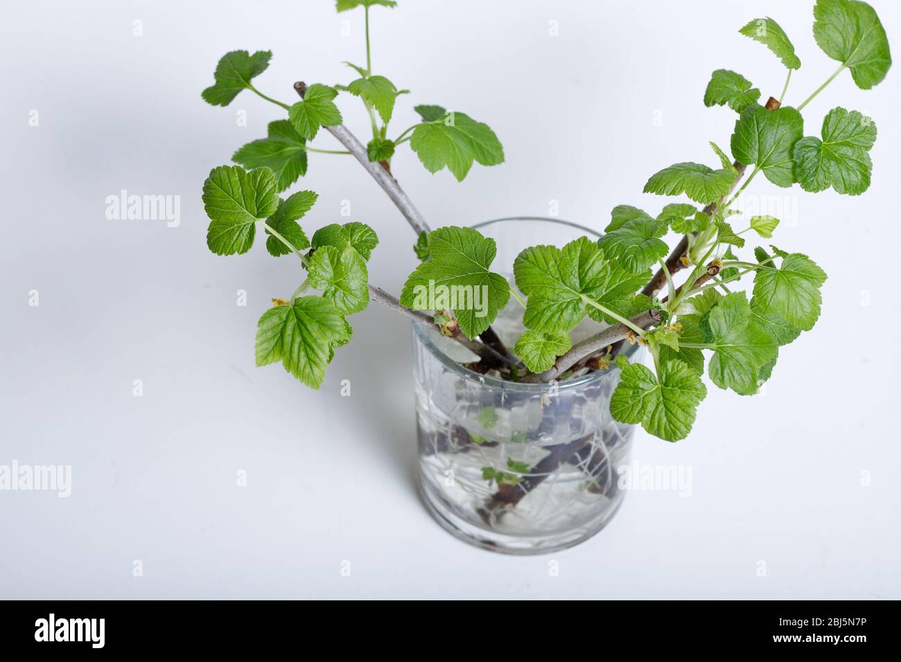 Fruit bush cuttings hi-res stock photography and images - Alamy