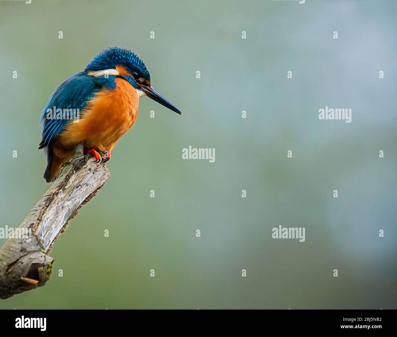 Beautiful blue bird hi-res stock photography and images - Alamy