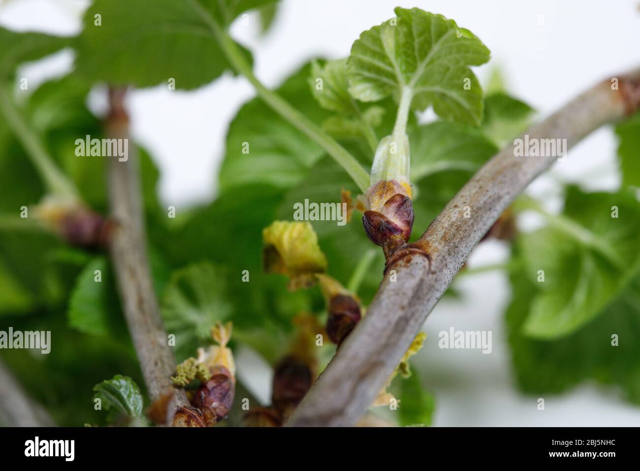 Currant cuttings hi-res stock photography and images - Alamy