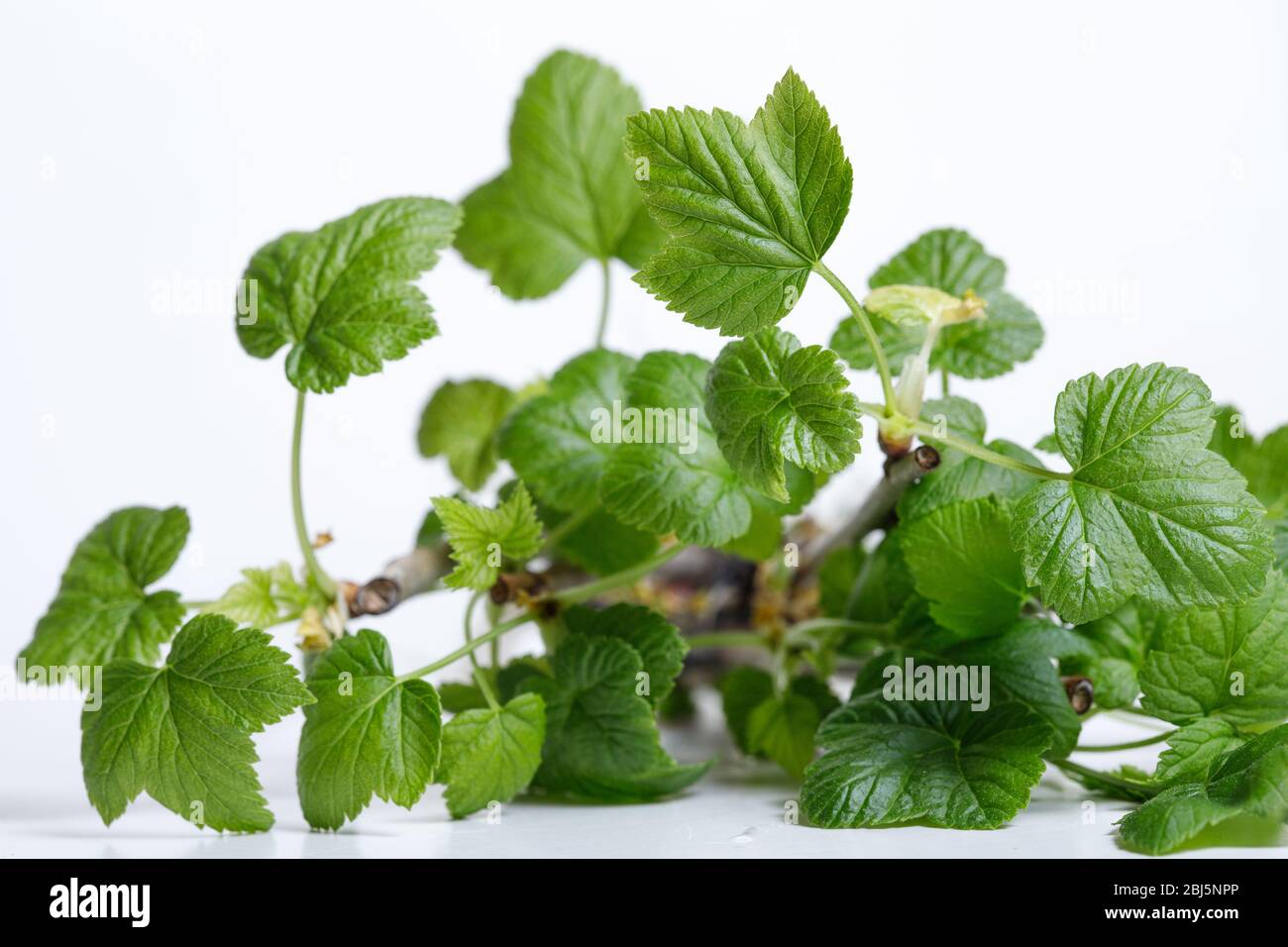 Cuttings of black currant on a white background. Cuttings Stock Photo ...