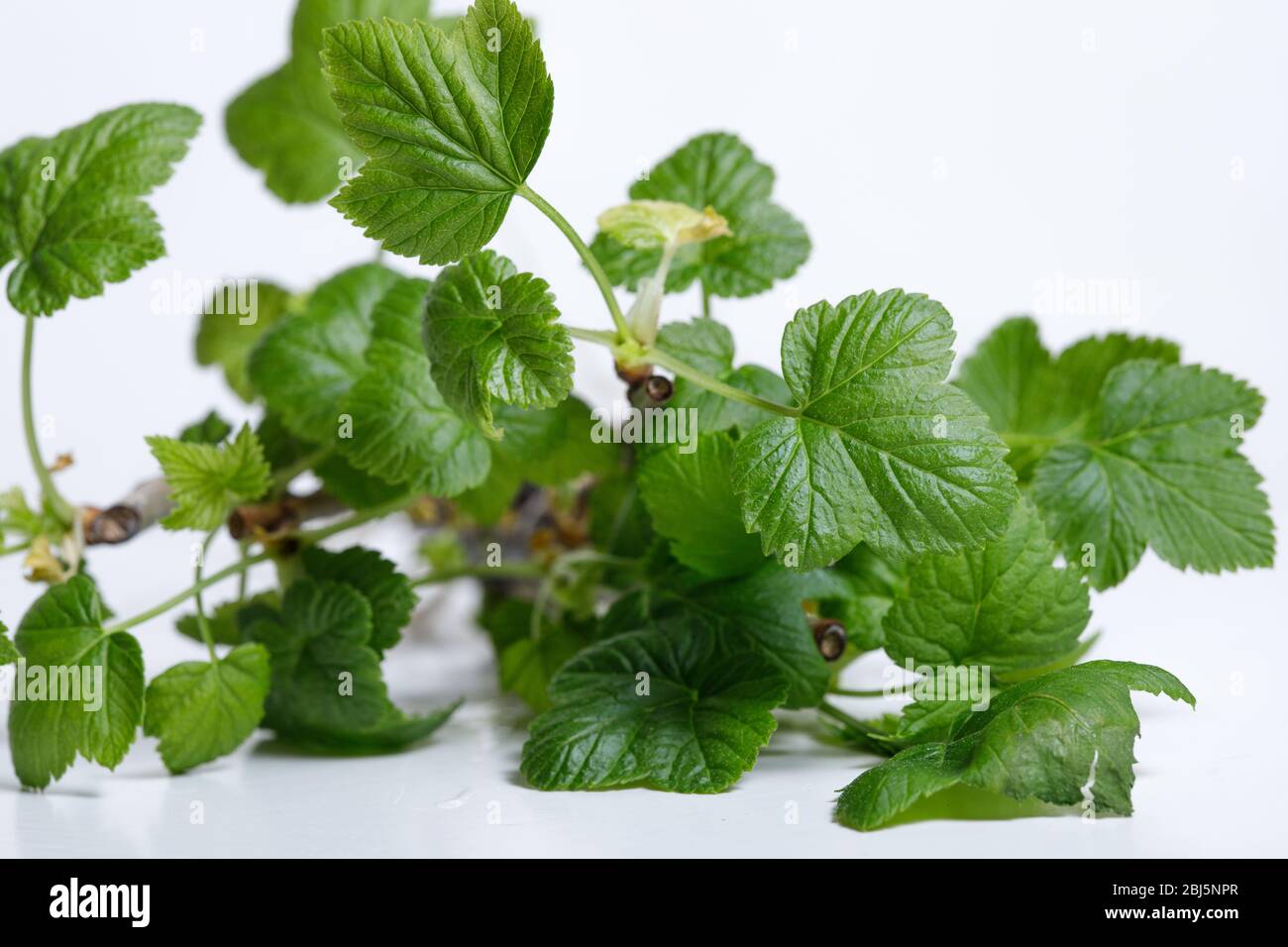 Cuttings of black currant on a white background. Cuttings Stock Photo ...