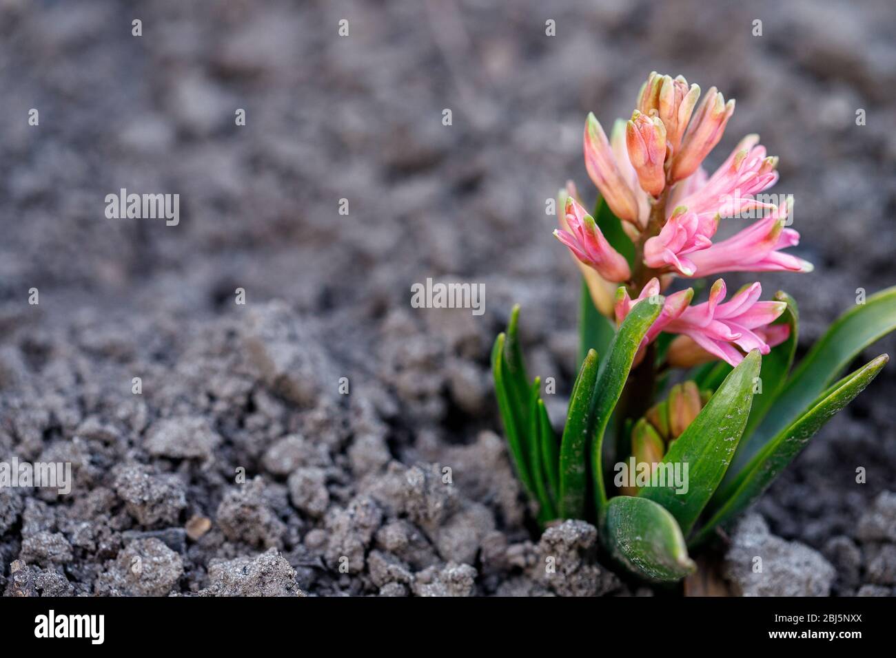 Fresh early spring purple and pink hyacinth bulbs, grown in Land ...
