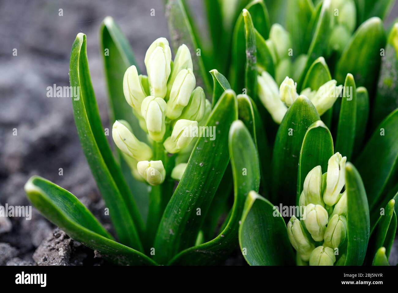 Fresh early spring purple and pink hyacinth bulbs, grown in Land garden ...