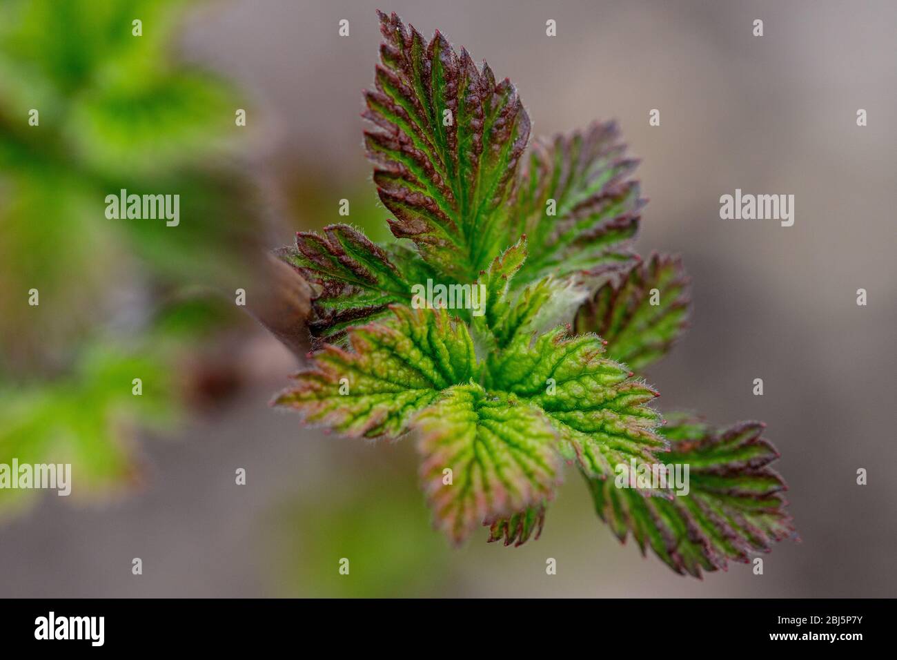 Green raspberry sprout small leaves hi-res stock photography and images ...
