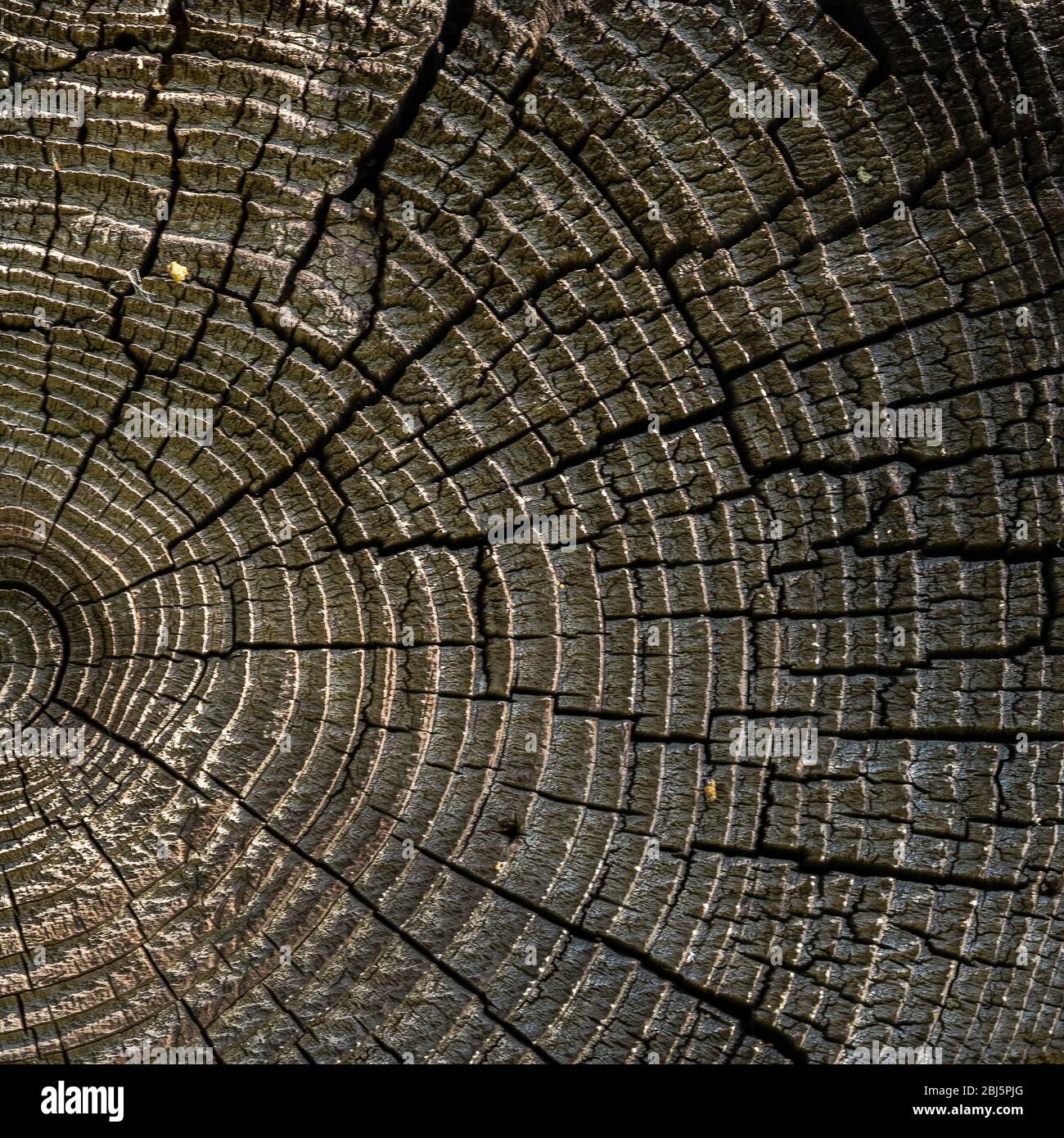 Tree ring texture hi-res stock photography and images - Alamy