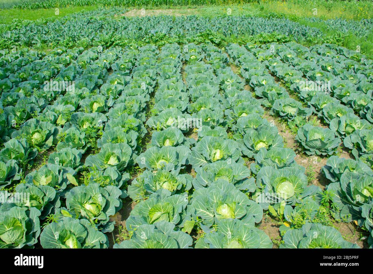 Fresh cabbage from farm field. View of green cabbages plants, India ...