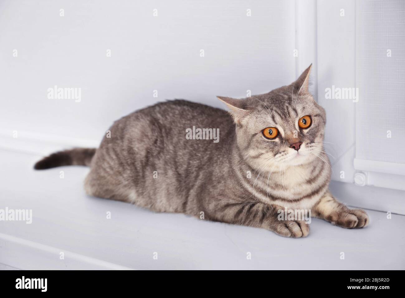 Adorable grey cat sitting on window board Stock Photo - Alamy