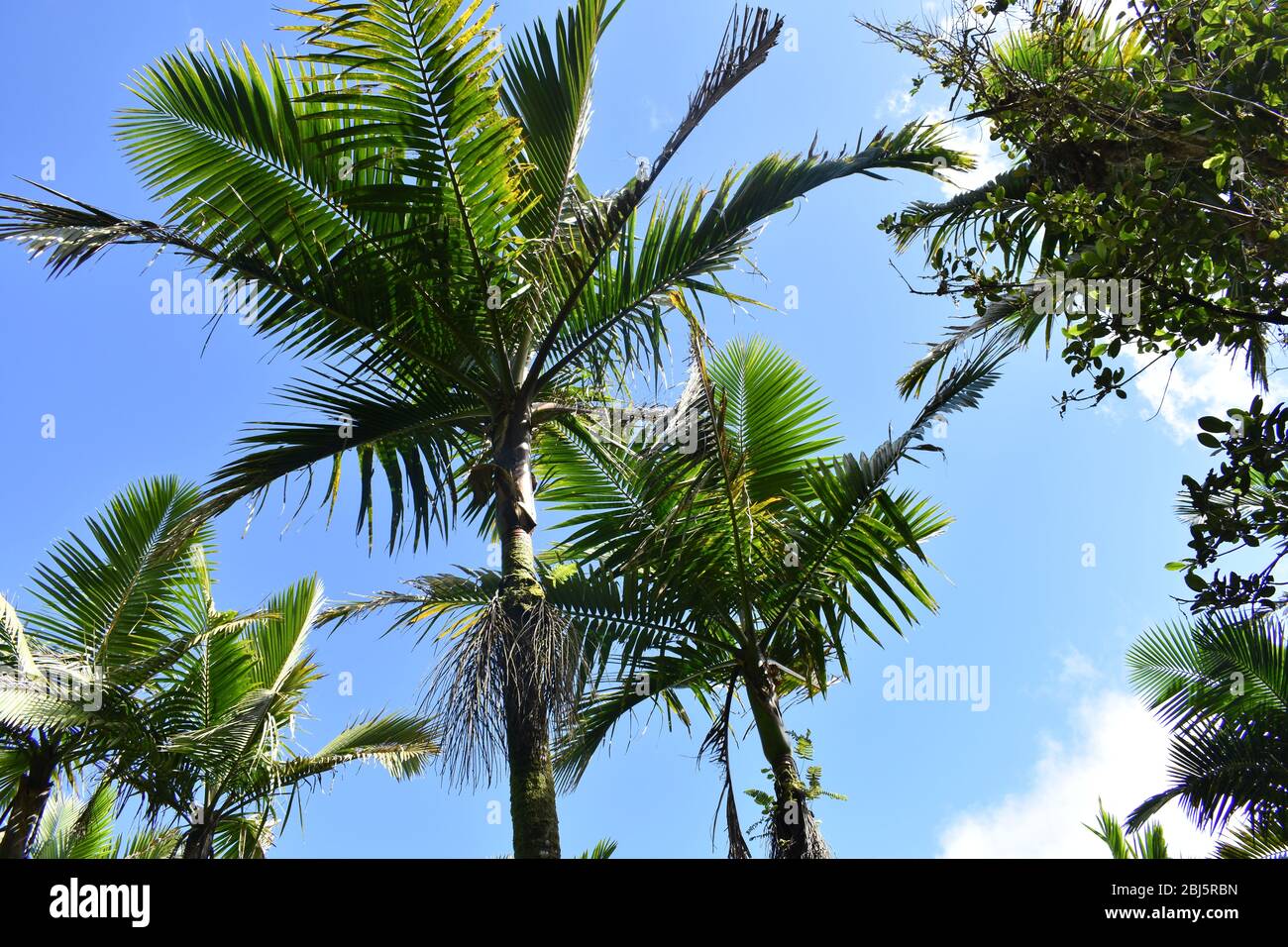 El yunque trail hi-res stock photography and images - Alamy
