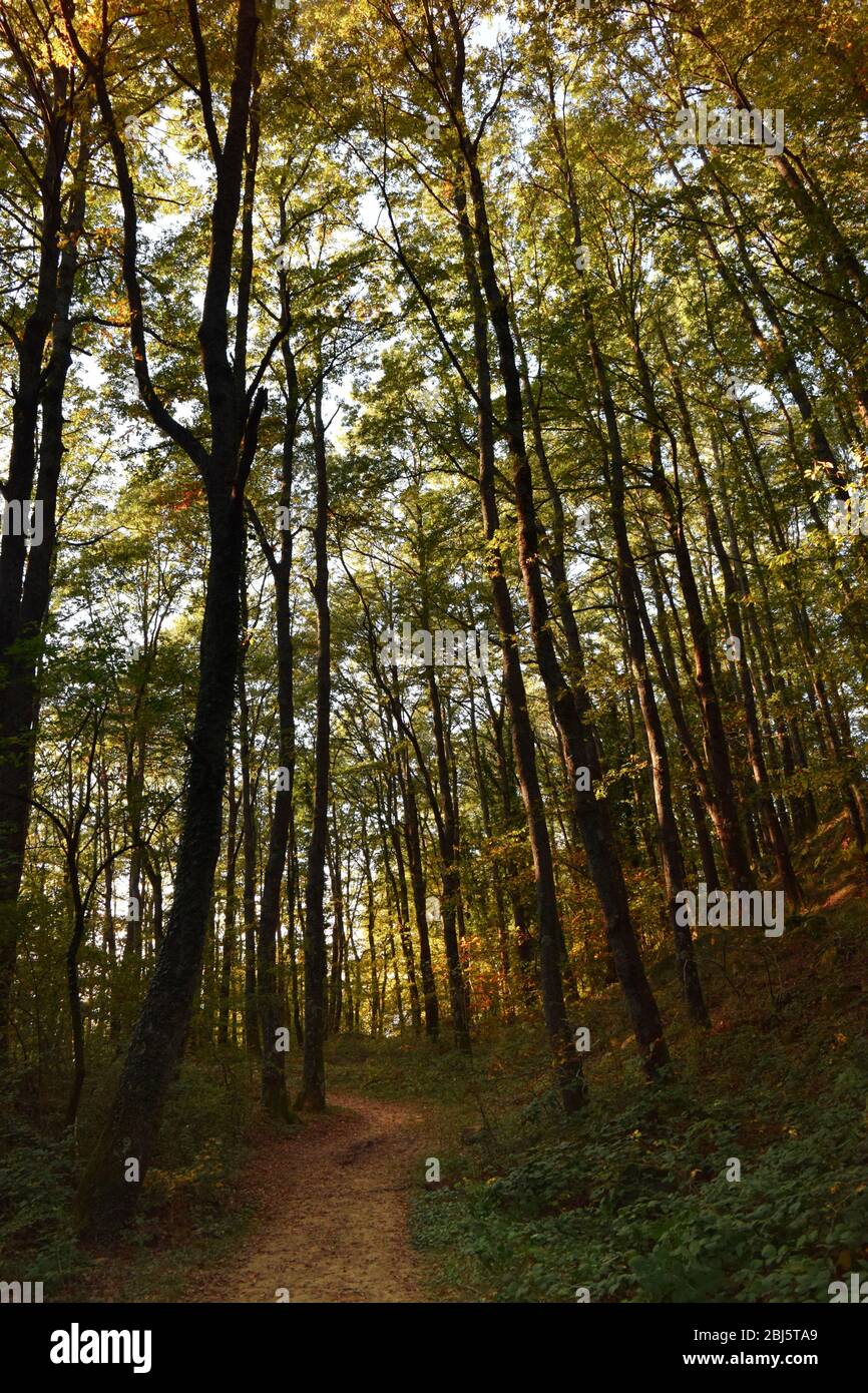 Foliage suggestive hi-res stock photography and images - Alamy