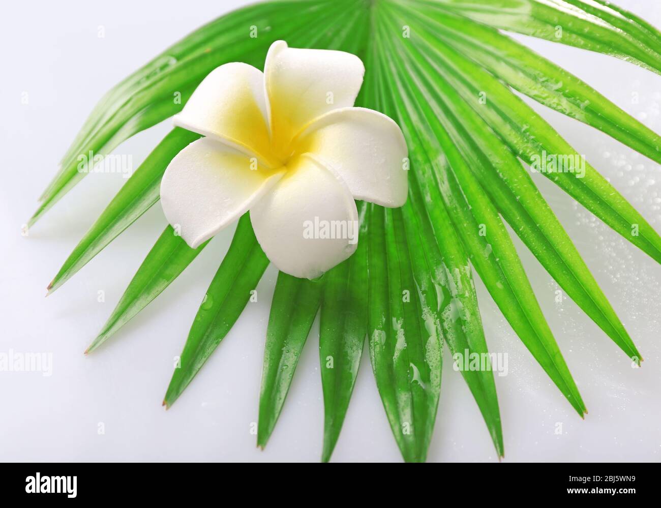 White plumeria flower on palm hi-res stock photography and images - Alamy
