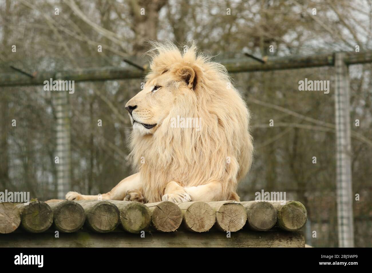 Panthera hybrid hi-res stock photography and images - Alamy