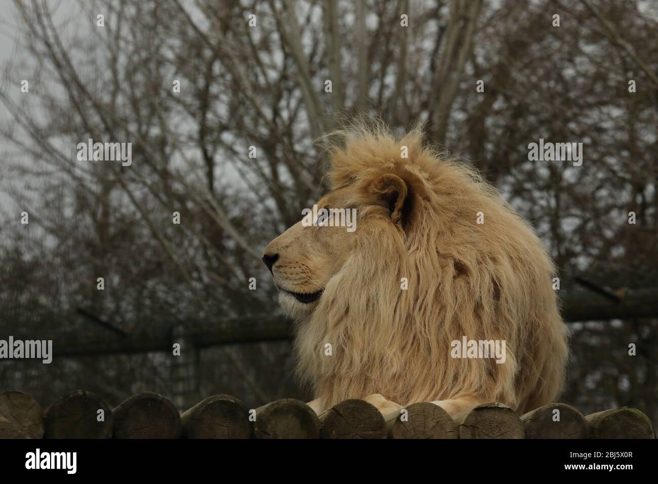 Panthera hybrid hi-res stock photography and images - Alamy
