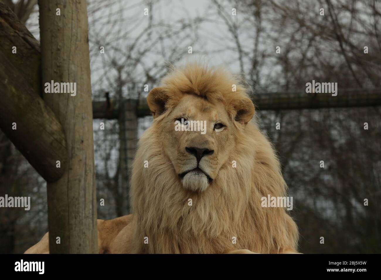 Panthera hybrid hi-res stock photography and images - Alamy