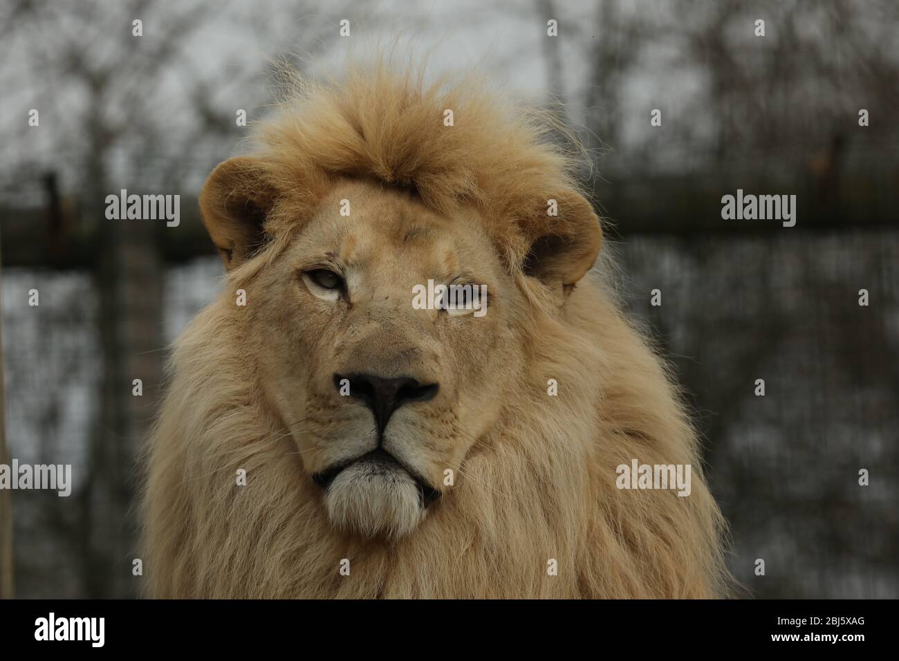 Panthera hybrid hi-res stock photography and images - Alamy