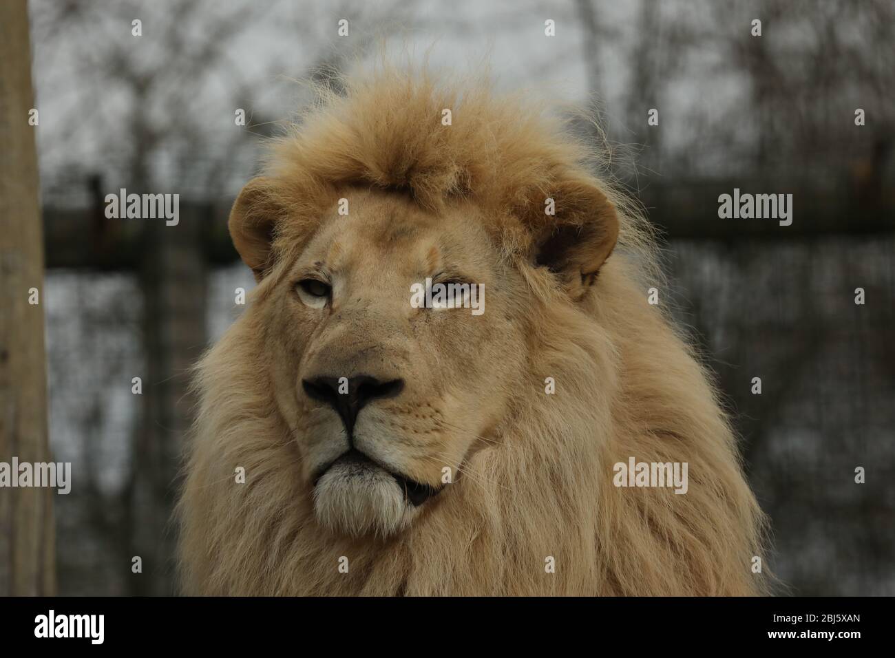Panthera hybrid hi-res stock photography and images - Alamy