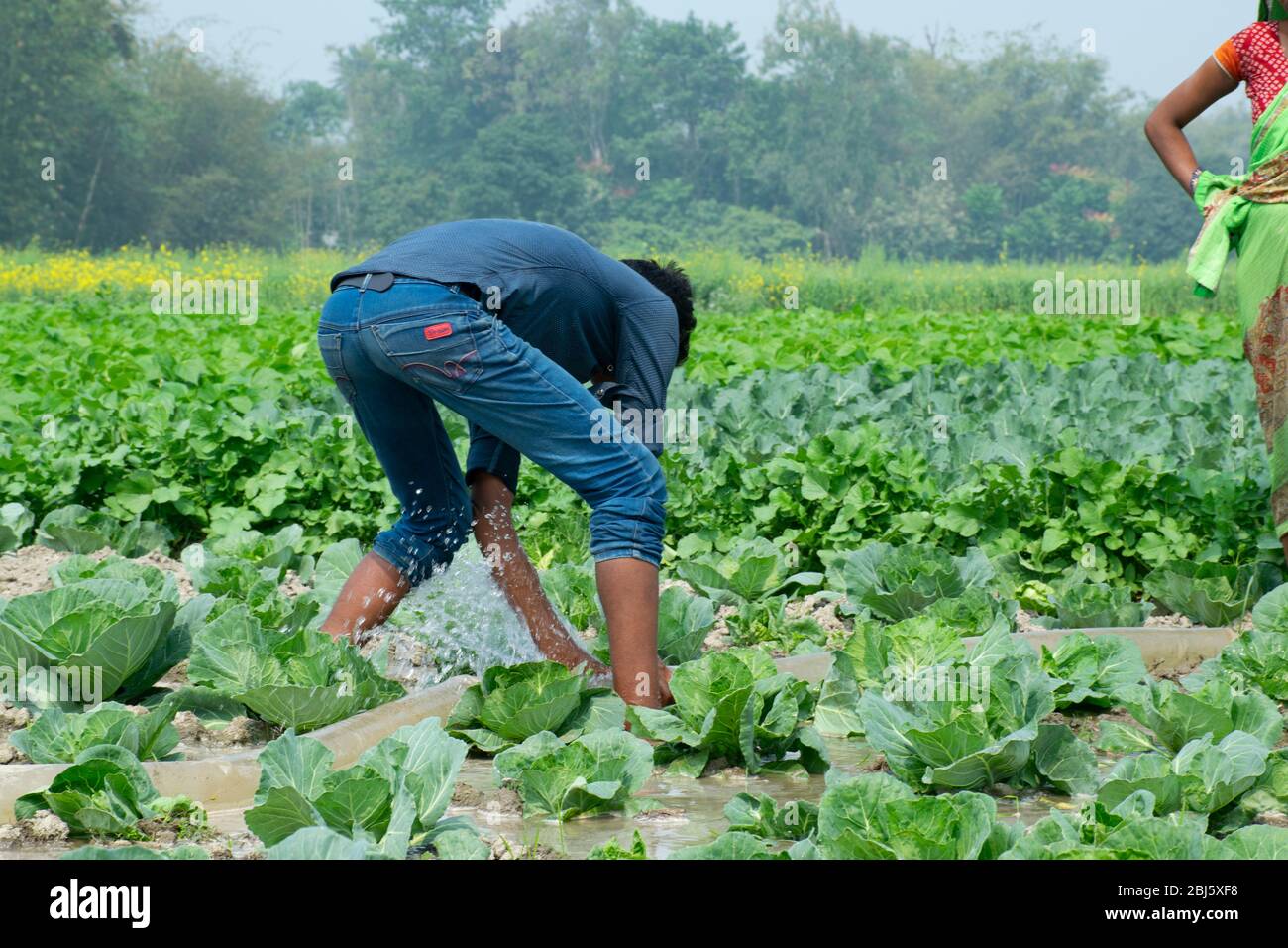 young boys working in field, India Stock Photo - Alamy