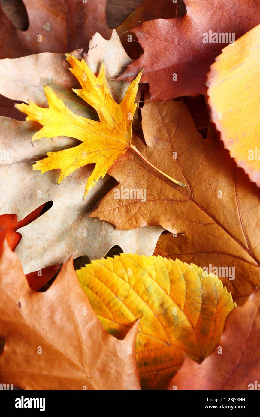 Autumn colourful leaves background, close up Stock Photo - Alamy