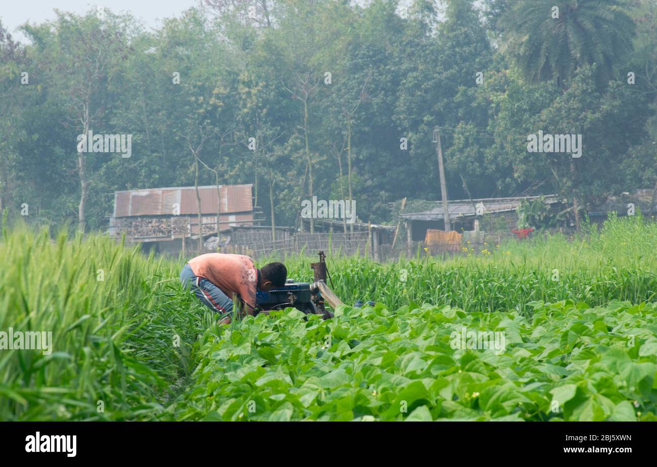 young boys working in field, India Stock Photo - Alamy