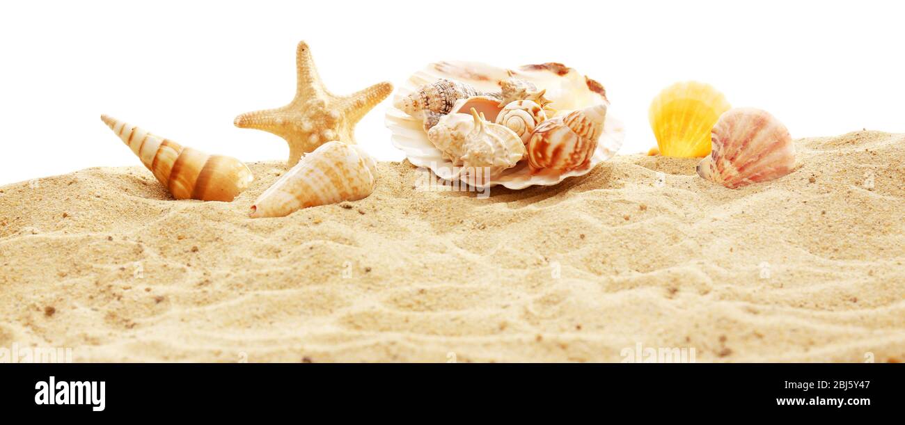 Beautiful shells on sand against white background Stock Photo - Alamy