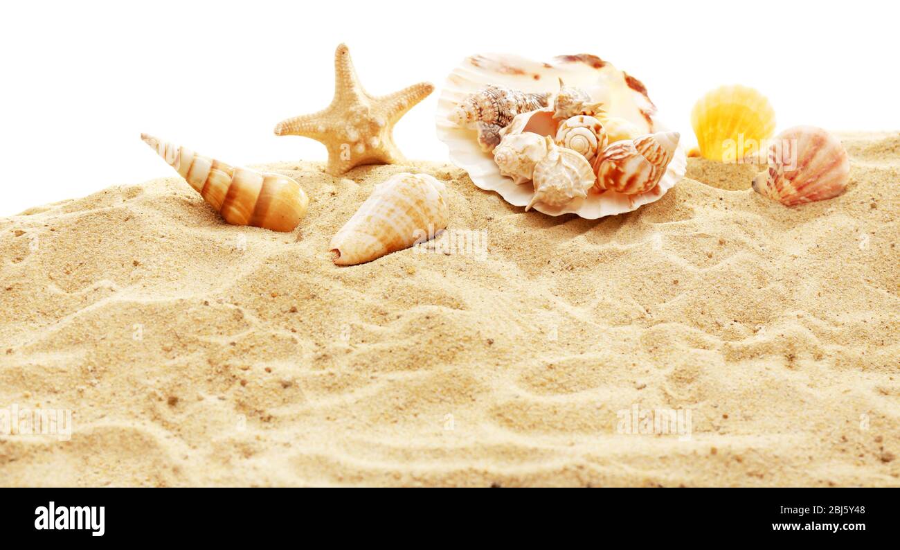 Beautiful shells on sand against white background Stock Photo - Alamy