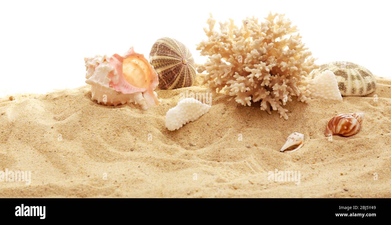 Beautiful shells and coral on sand against white background Stock Photo ...