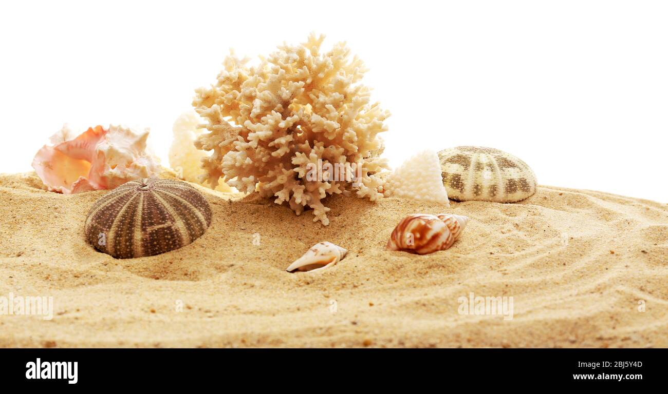 Beautiful shells and coral on sand against white background Stock Photo ...