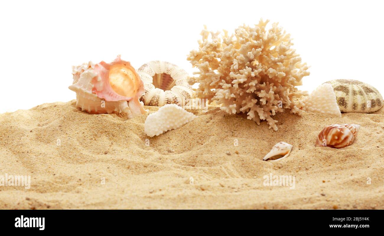 Beautiful shells and coral on sand against white background Stock Photo ...