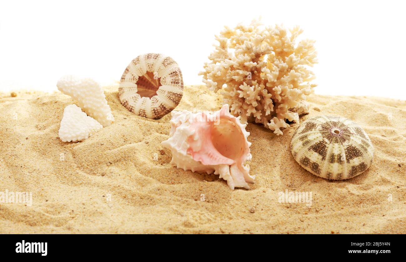 Beautiful shells and coral on sand against white background Stock Photo ...