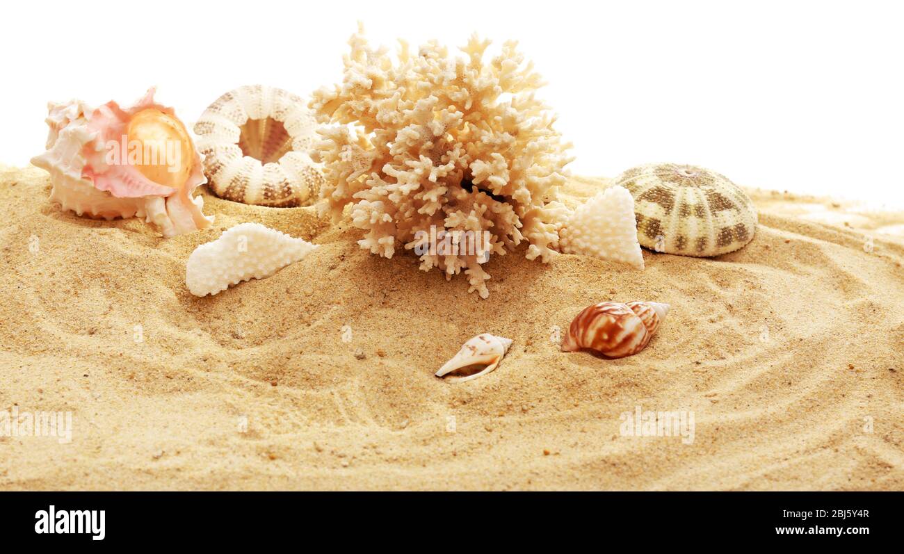 Beautiful shells and coral on sand against white background Stock Photo ...