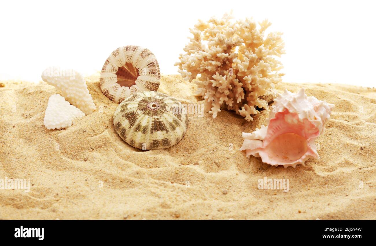 Beautiful shells and coral on sand against white background Stock Photo ...