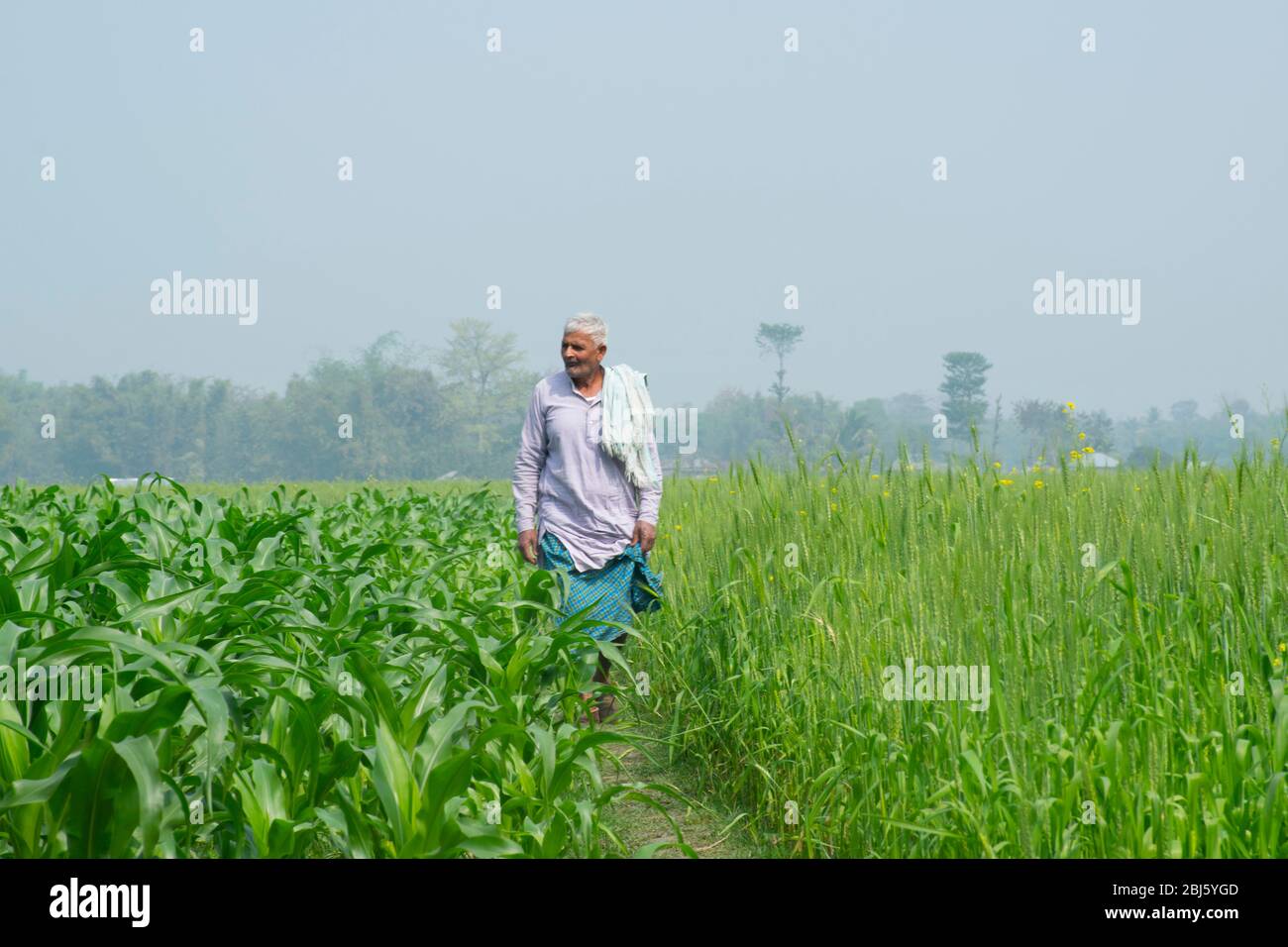 farmer looking at his crop at field Stock Photo - Alamy