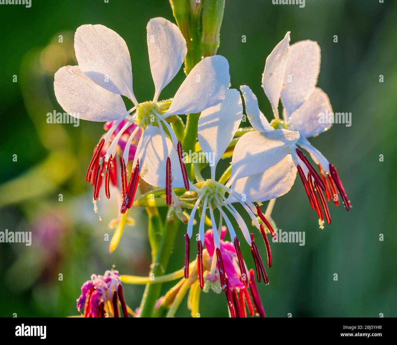 Texas Wildflower at Dawn Stock Photo - Alamy